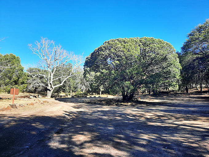 Massive trees create natural shade canopies in Lower Garden Canyon Park, offering respite from the sun and perfect picnic spots for the wise visitor.
