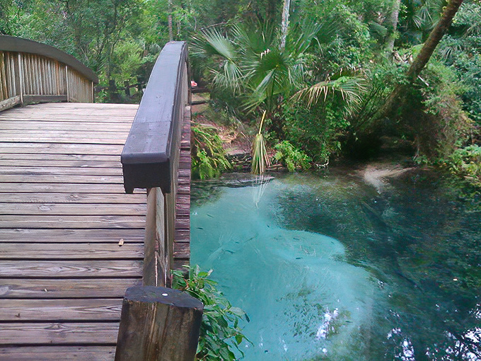 This wooden walkway isn't just a bridge; it's a front-row ticket to nature's most impressive aquatic theater.
