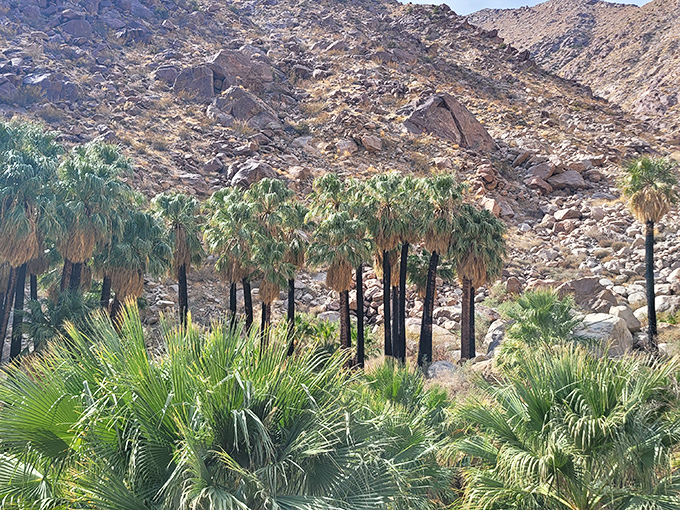 Palm Canyon's ancient fan palms stand like sentinels against the rocky backdrop, a green oasis that's been refreshing desert travelers for centuries.