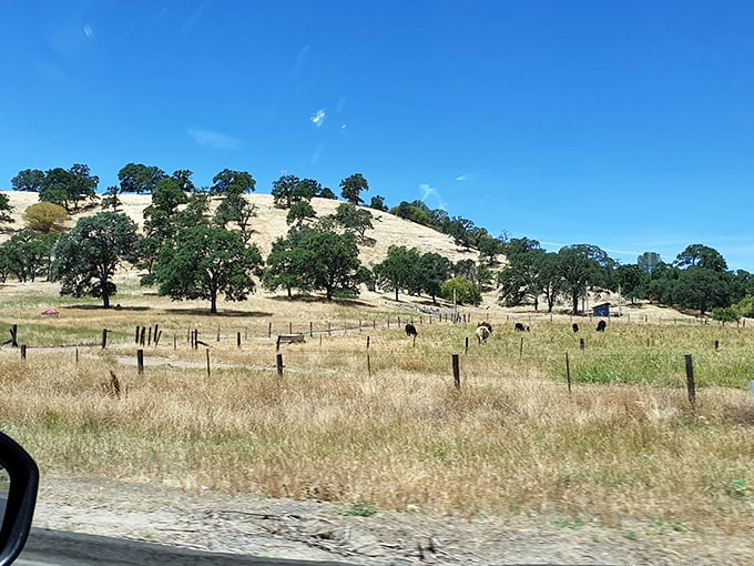 Rolling hills dotted with oak trees and grazing cattle create the quintessential California pastoral scene&mdash;Steinbeck would recognize this landscape immediately.