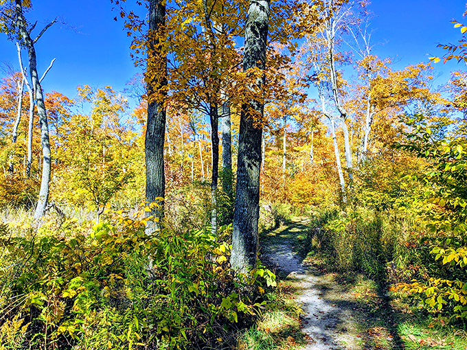 Autumn paints the trail in gold and amber, creating a path that looks like it leads straight to a fairy tale ending.