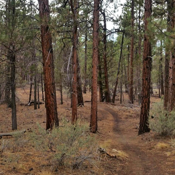 Ponderosa pines standing sentinel along Peterson Ridge Trail, where the dirt path promises adventures without requiring survival skills or emergency beacons.