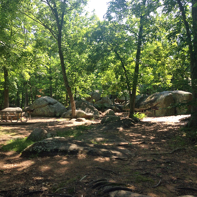 Dappled sunlight filters through the canopy, creating the perfect picnic spot among giants that have stood guard for millennia.