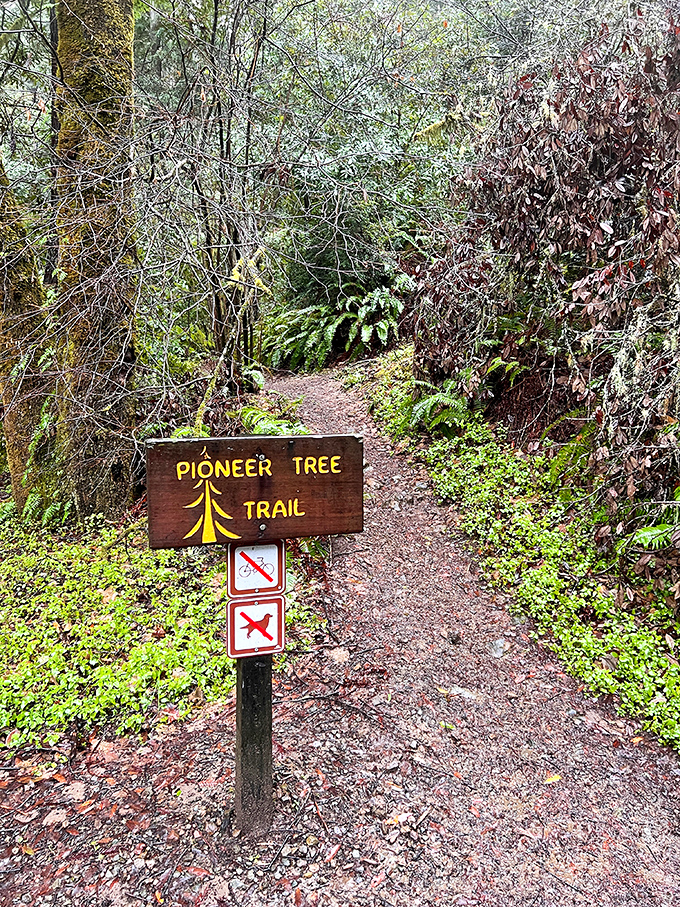 The Pioneer Tree Trail beckons adventurers with its wooden sign. Like following breadcrumbs into a fairy tale, but with better signage.