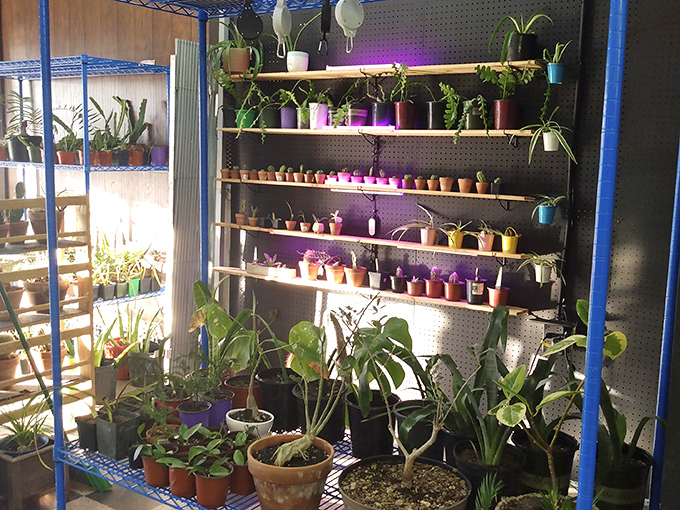 A jungle oasis amid the retail chaos. These plants have survived fluorescent lighting and irregular watering&mdash;they'll definitely survive your living room.