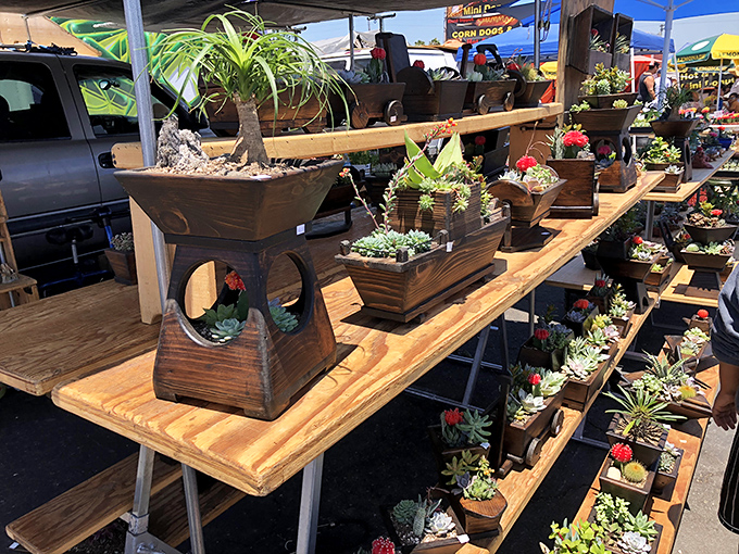 Succulent paradise! These drought-friendly beauties in handcrafted planters prove that even desert plants can have luxury accommodations. 