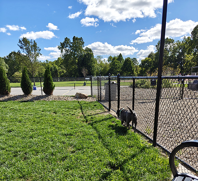 Even four-legged visitors get the VIP treatment at River Run Bark Park, where dogs exchange business cards and compare notes on the best squirrel-chasing spots.