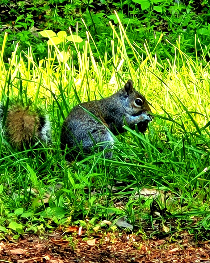 This squirrel clearly knows something we don't &ndash; probably where all the best snacks in the park are hidden. 