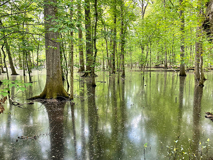Trees standing knee-deep in still waters create nature's mirror gallery. Monet would have set up his easel here in a heartbeat.