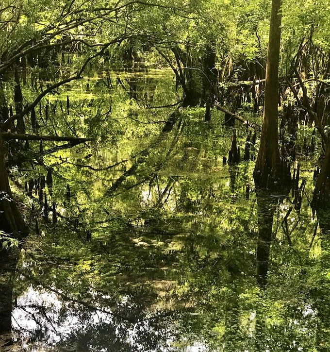 Primordial Florida reveals itself in these reflective waters, where every cypress knee tells a story older than human memory.