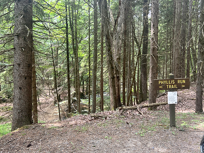 Phyllis Run Trail: where your FitBit finally gets the workout it's been guilt-tripping you about all winter.