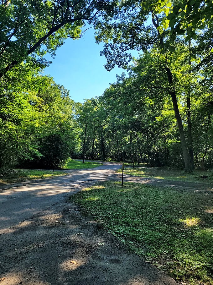 Dappled sunlight plays hide-and-seek along this trail, creating nature's own light show that no Broadway production could match.