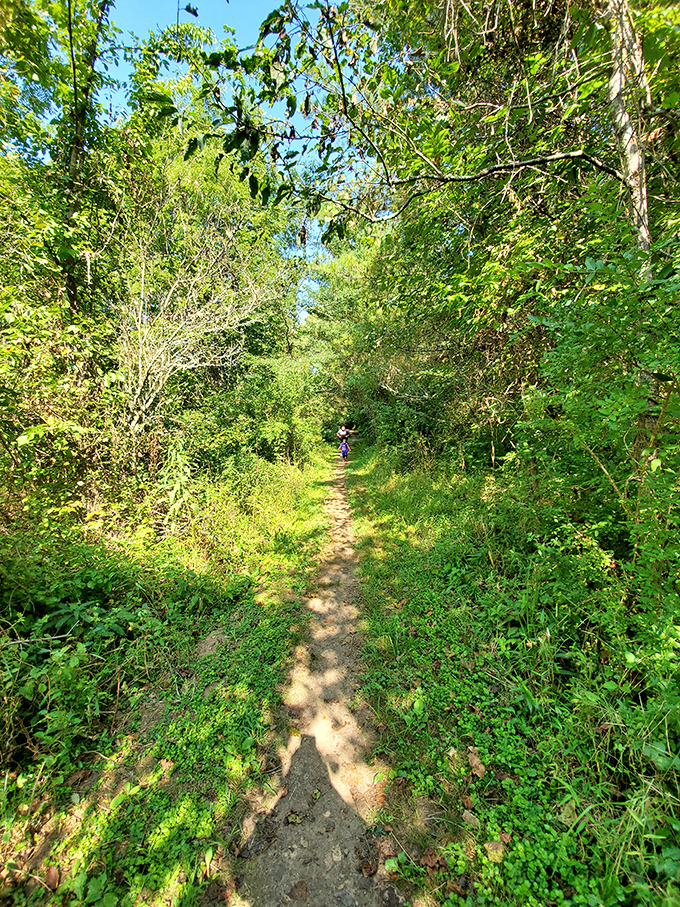 This sun-dappled trail beckons hikers into a green tunnel of tranquility, where everyday worries dissolve with each step deeper into the woods.