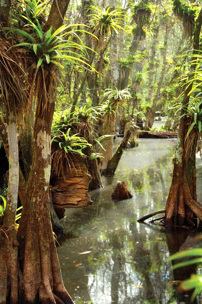 Cypress knees rise from tea-colored waters like nature's own modern art installation. Air plants add splashes of green to this living gallery.