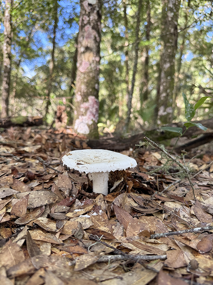 Even the mushrooms here look like they're on vacation. This little fungi fellow is nature's way of saying "slow down and notice the small stuff."