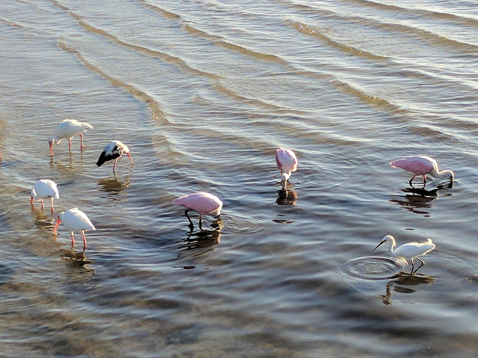 Dunedin's shallow waters host nature's most elegant dinner party, where ibis and spoonbills gather like fashionable locals at the neighborhood's favorite happy hour spot.