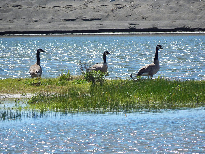 These geese didn't get the memo about maintaining a low profile. Local wildlife committee meeting in session.