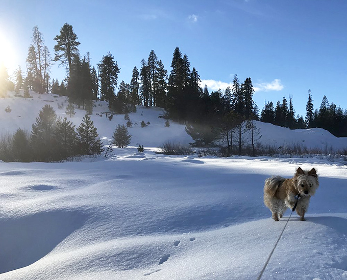 Winter transforms Big Basin into a serene wonderland. Even the dogs appreciate how the snow muffles the world, creating a peaceful escape from civilization's constant hum.