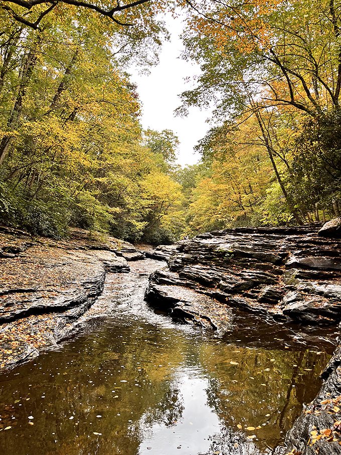 Fall's golden touch transforms Cucumber Falls into a painter's dream. Autumn in Ohiopyle is like walking through a living watercolor.