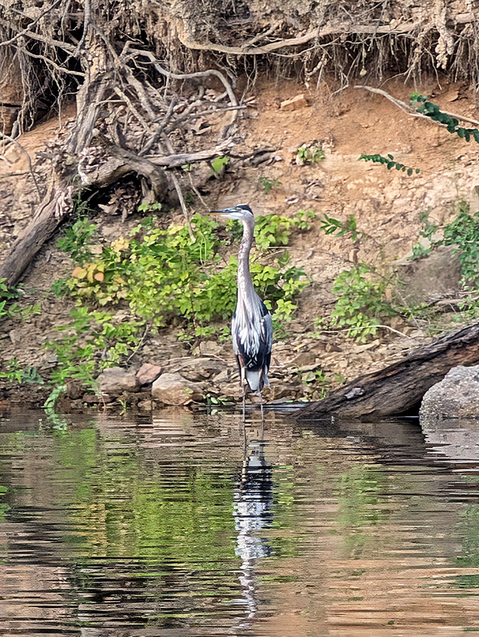 Nature's patient hunter stands perfectly still, a blue heron demonstrating that sometimes the best fishing technique is simply waiting.