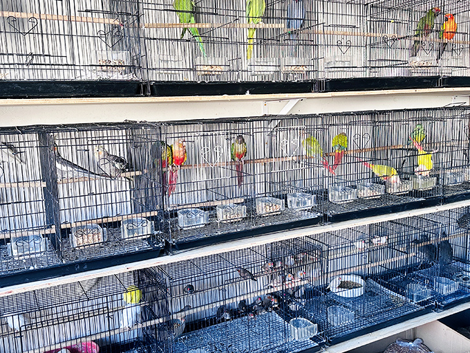 Even the birds get prime real estate at this market! Colorful feathered friends waiting for their forever homes.
