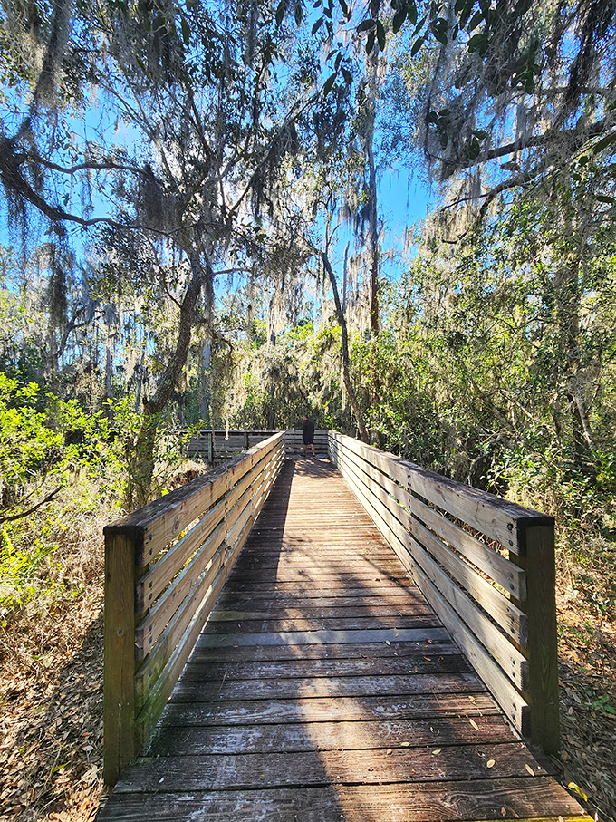Spanish moss creates nature's chandelier above this boardwalk. Walking here feels like entering a cathedral designed by Mother Nature herself.