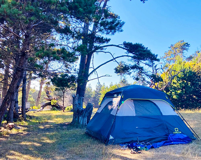Camping nirvana: where your morning coffee comes with a side of pine-scented air and birdsong instead of traffic reports.