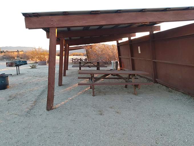 Desert camping 101: Shade is precious currency, picnic tables are thrones, and stars are your evening entertainment program.