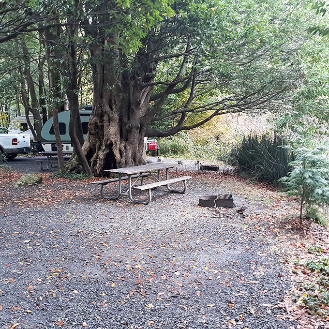Camping spots that make hotel rooms seem overrated. Why stare at wallpaper when you could wake up to ancient myrtlewood trees?