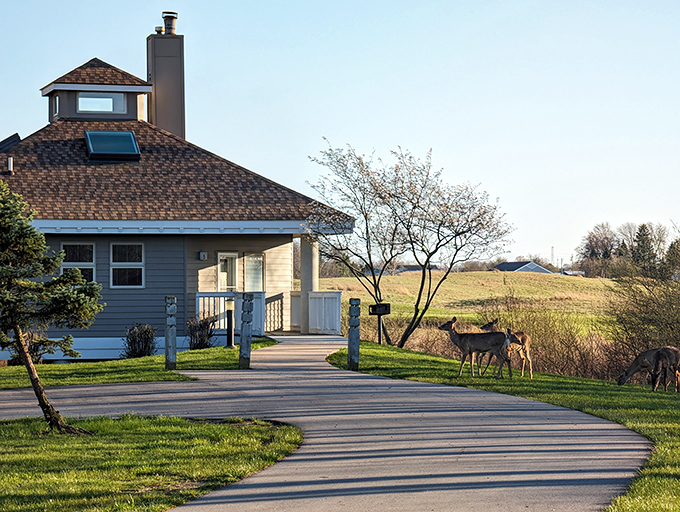 Dinner date interrupted! These deer clearly didn't get the memo about humans wanting to use the walking path too.