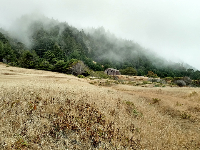 That golden California grass against misty forests creates the kind of contrast Ansel Adams would have pulled over for. The abandoned cabin adds character.