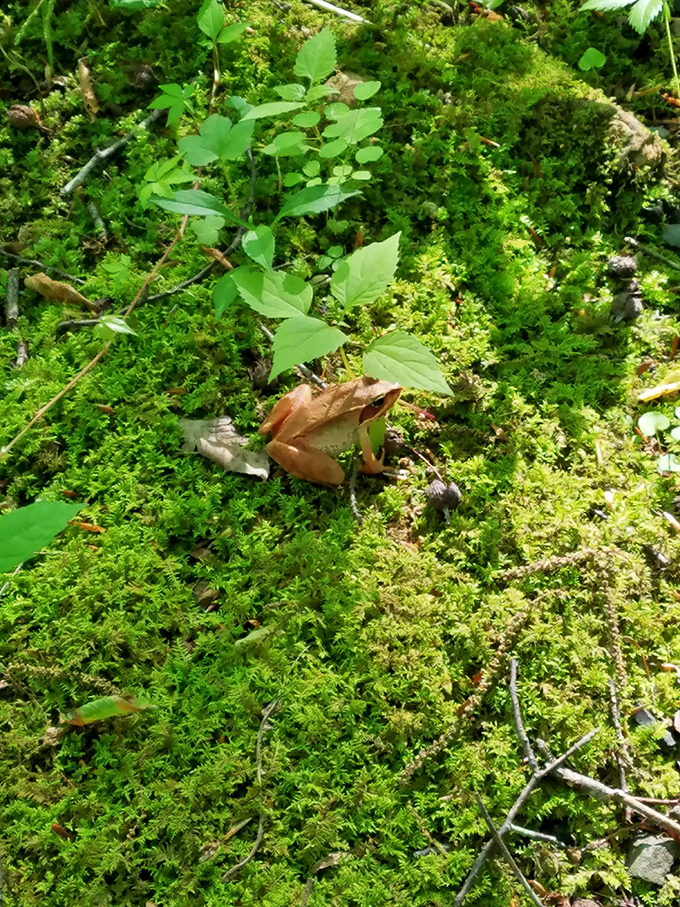 Camouflage master class taught by a Pennsylvania wood frog nestled in emerald moss. Nature's "Where's Waldo?" hiding in plain sight among the verdant carpet.