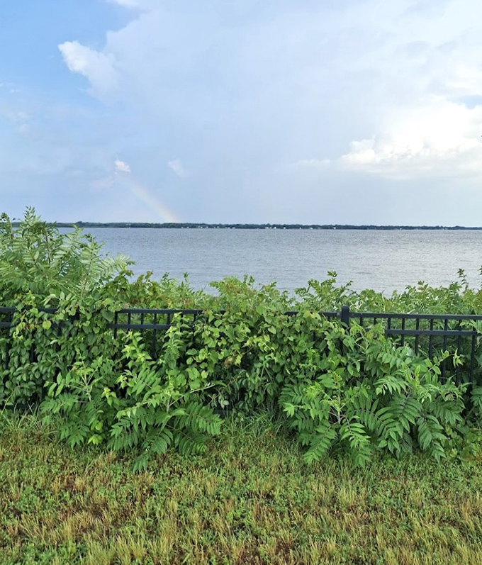 Native plants reclaim their territory along the fence line. Nature's most persistent real estate agents never take no for an answer.