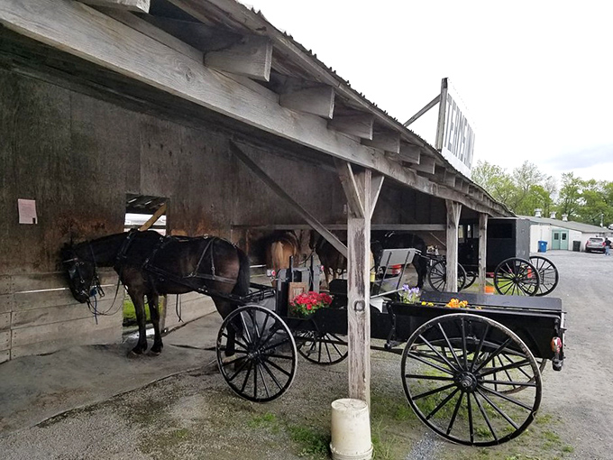 Horse and buggy parking only! A reminder that in Amish Country, some of the most reliable transportation runs on oats, not octane.
