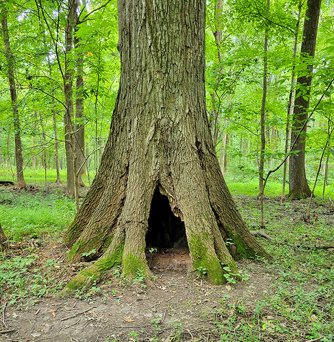 This hollow tree has starred in more family photos than Uncle Bob. Nature's perfect hideaway for woodland sprites.