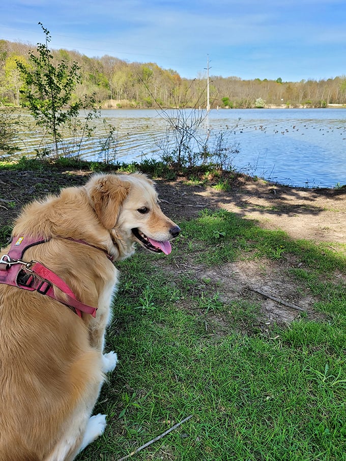 Even four-legged philosophers appreciate Sunny Lake's contemplative shores&mdash;perfect for pondering squirrels and the meaning of fetch.