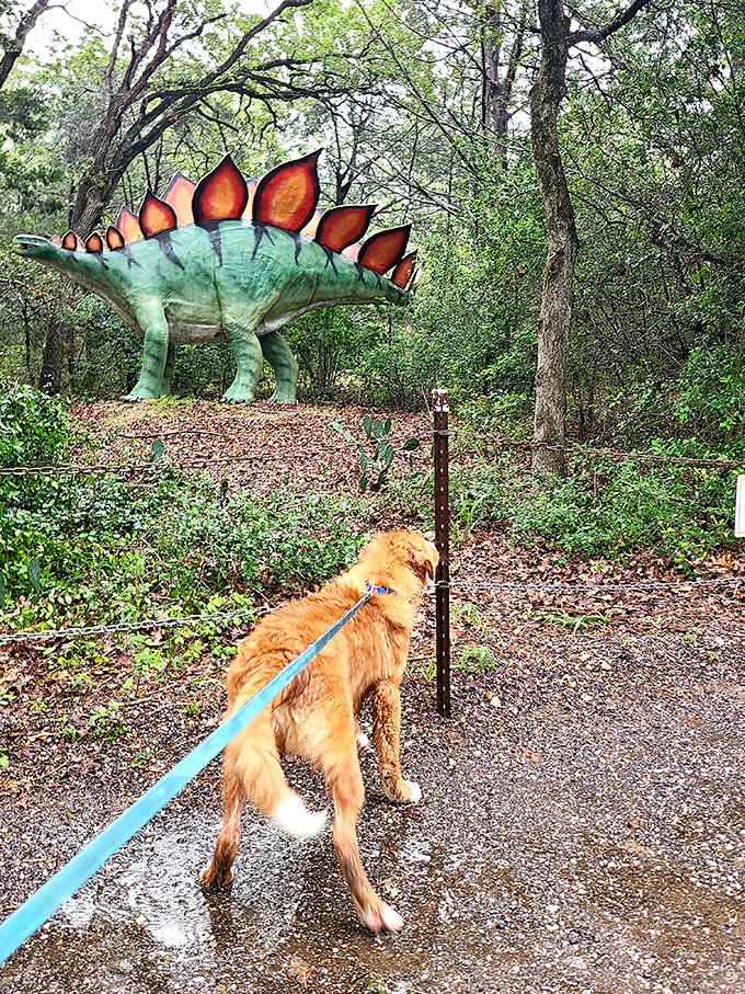 Even four-legged friends can enjoy prehistoric adventures. This golden retriever seems skeptical about that Stegosaurus's intentions.