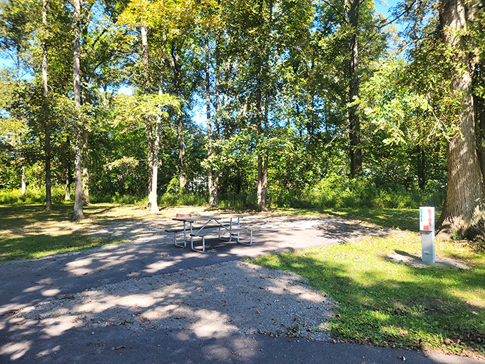 This humble picnic table has hosted more genuine family moments than any five-star restaurant. The service? Self-explanatory.