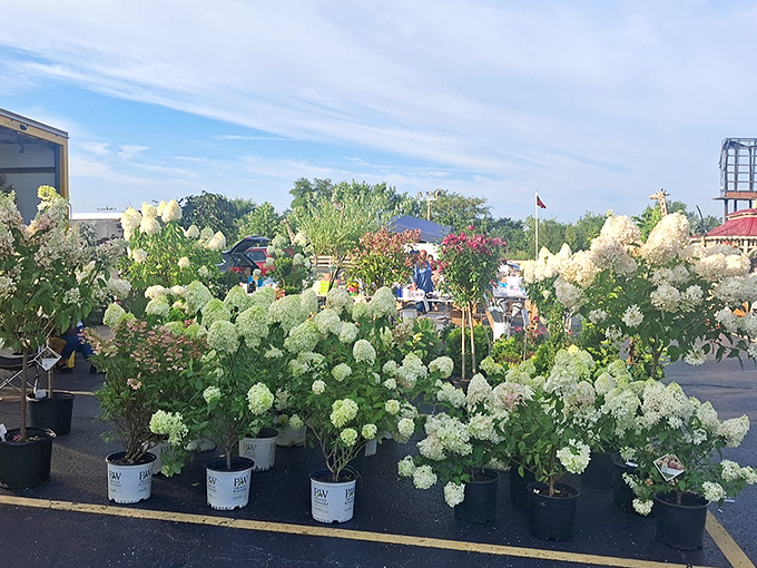 The outdoor plant section blooms with hydrangeas and possibilities, proving that Traders World's treasures extend beyond the indoor universe.