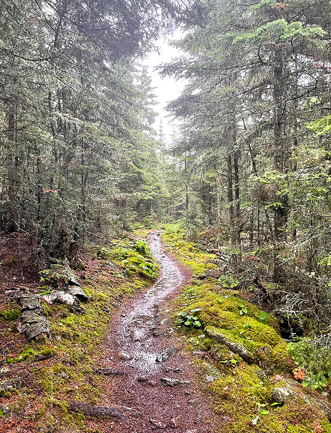 The forest primeval&mdash;moss-carpeted trails where you half expect woodland creatures to start singing Disney tunes as you pass.