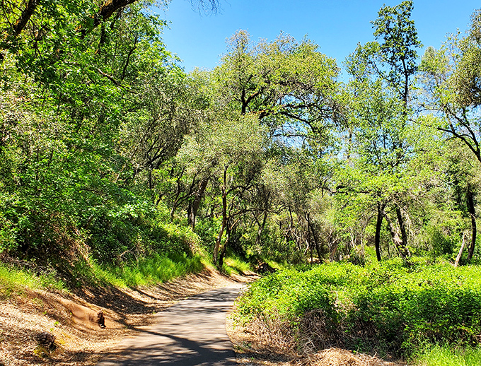 Dragoon Gulch Trail offers a peaceful escape just steps from downtown. Nature's version of a stress management seminar, and far more effective.