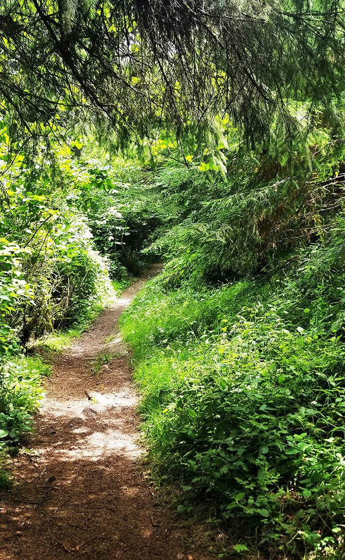 Russ Park's trails offer a green cathedral of redwoods and ferns. The silence is so complete you can almost hear your stress evaporating.