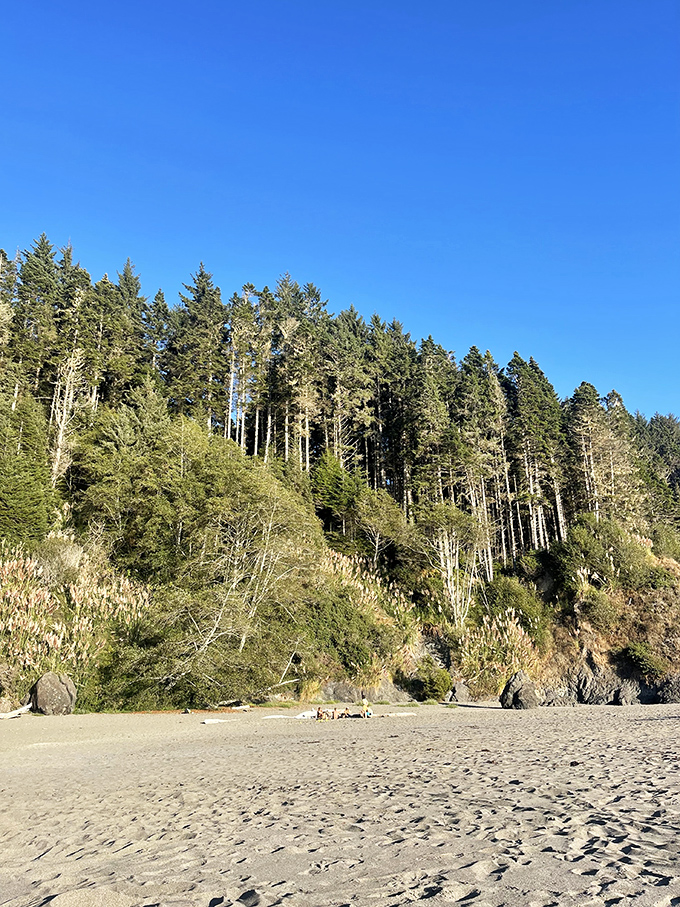 Standing tall like ancient guardians, these coastal pines have witnessed countless tides from their clifftop vantage point.
