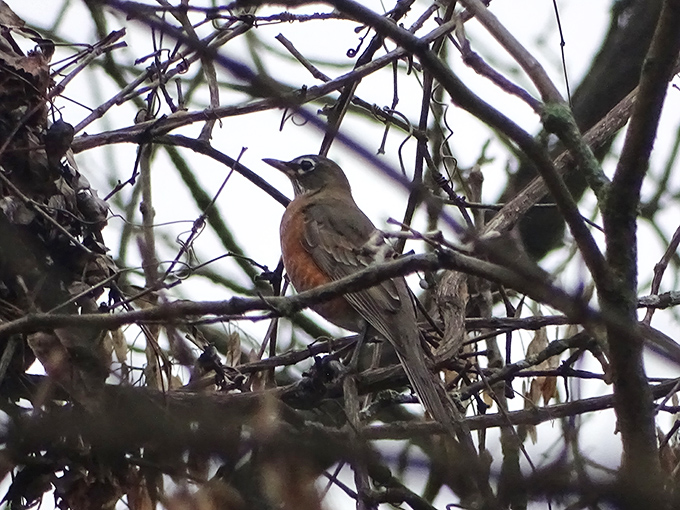 This American robin pauses mid-branch, perhaps contemplating its next song or simply judging your birdwatching technique.