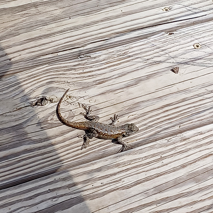 Trail companions come in all sizes! This little reptilian friend demonstrates why the preserve is celebrated for its remarkable biodiversity.
