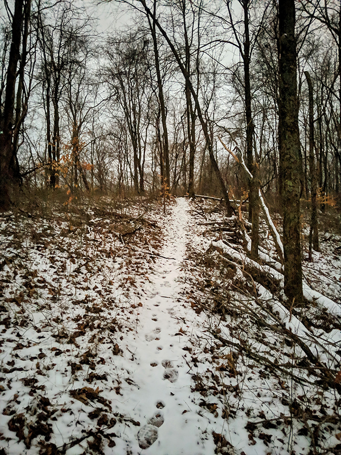 Winter transforms familiar trails into powdery pathways where each footstep writes a temporary chapter in the snow.