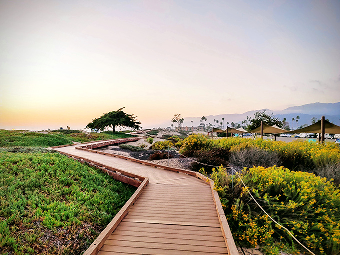Golden hour strolls in Carpinteria— where the boardwalk winds through wildflowers and ocean breezes. Nature’s calm, just steps from the shore.
