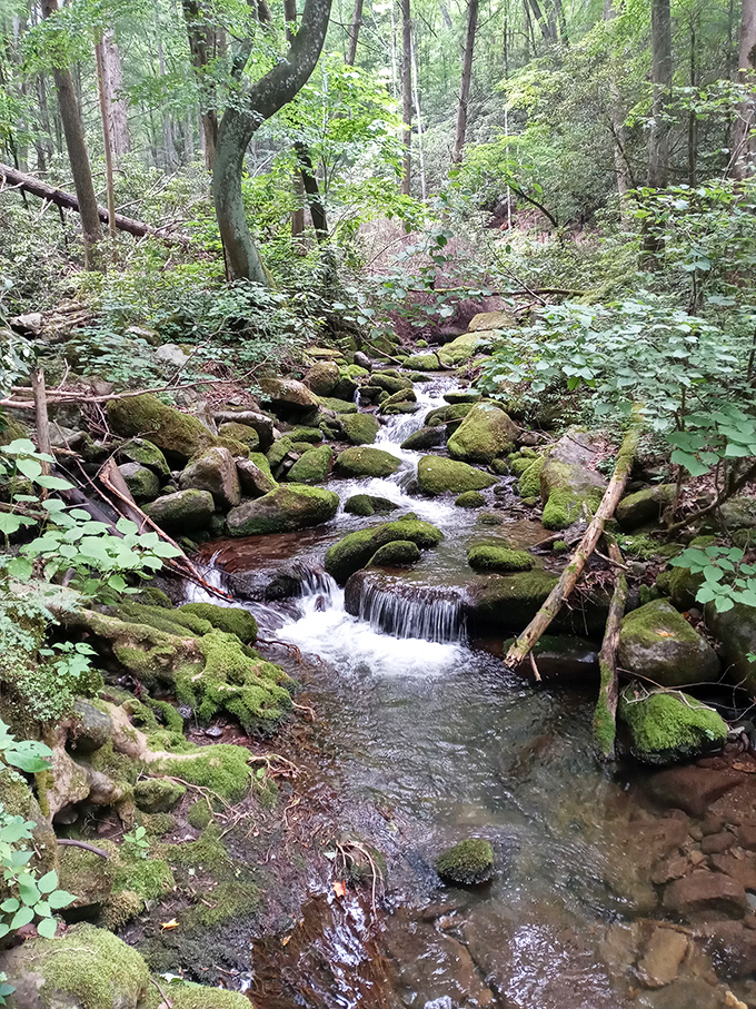 Moss-covered stones create nature's perfect staircase in Cosby's crystal-clear streams.