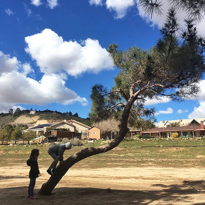 In Hesperia, even the trees lean in to hear what you're saying&mdash;nature's playground under a perfect California sky.