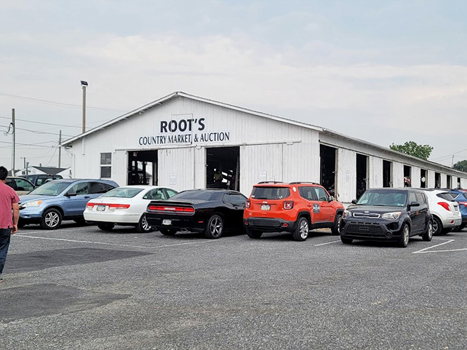 Root's Country Market's unassuming white building houses generations of trading traditions and unexpected discoveries.